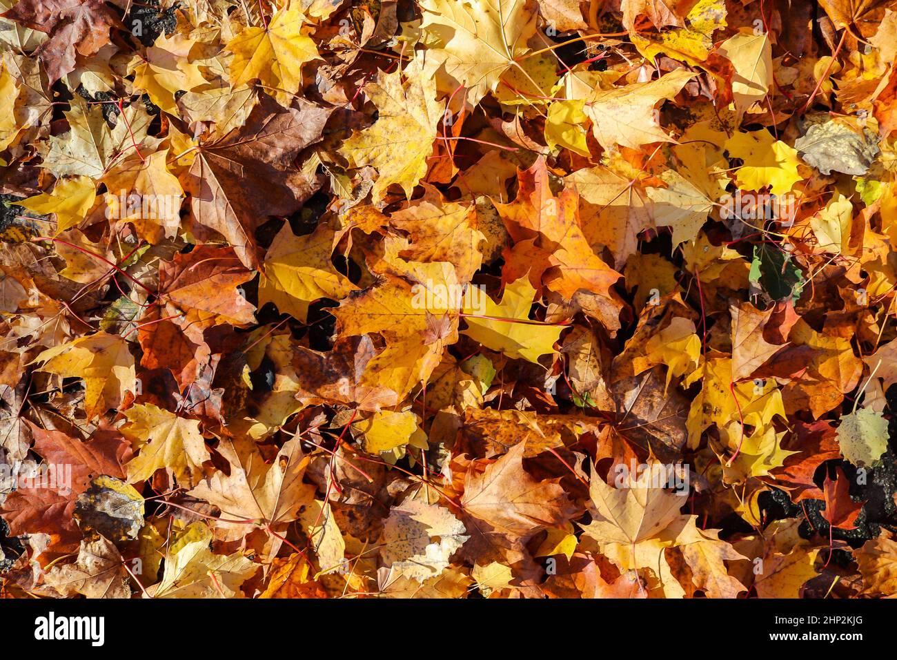 Colorful autumn leaves for backgrounds or textures Stock Photo - Alamy