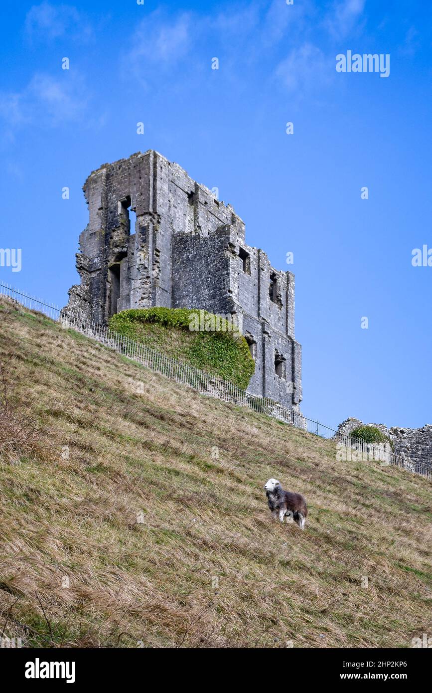 Sheep grazing on steep slope in front of ruins of Corfe Castle in Corfe ...