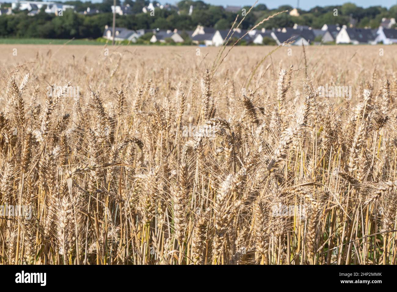 Field of barley ready to harvest in Brittany Stock Photo - Alamy