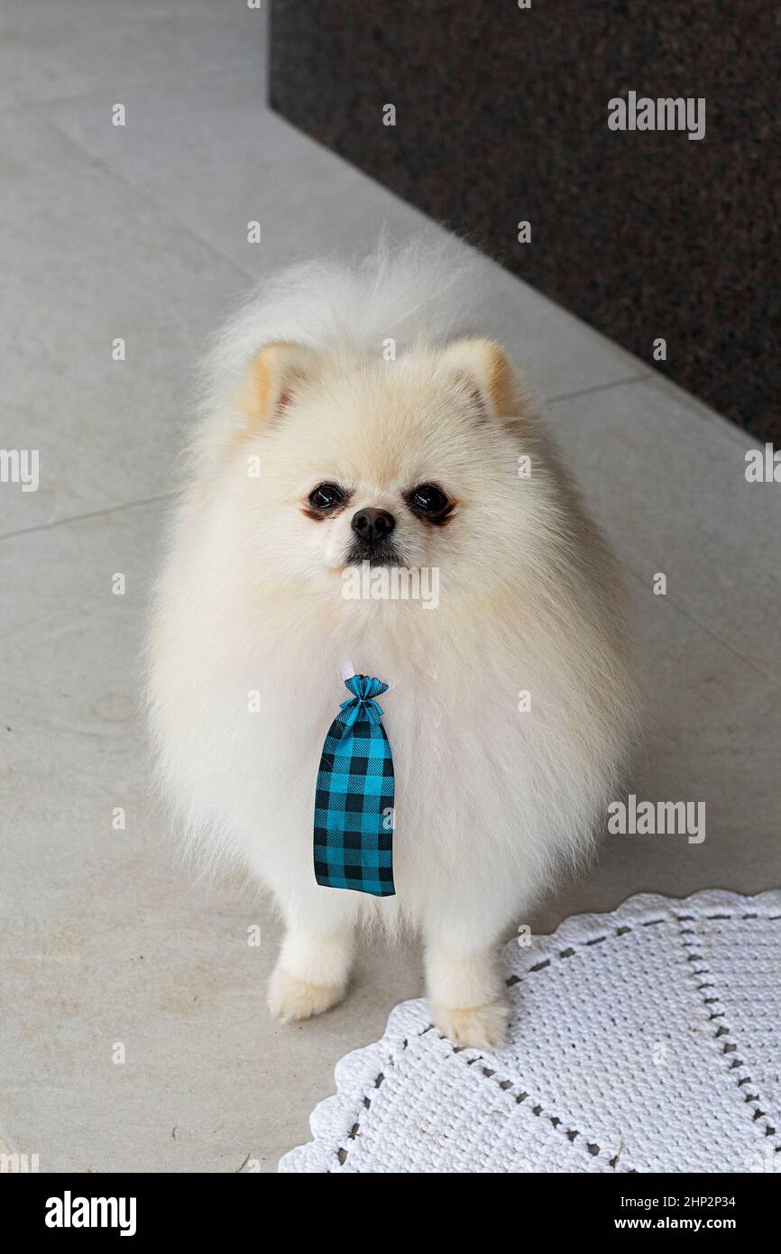 german spitz white pedigreed dog animal pet Stock Photo - Alamy