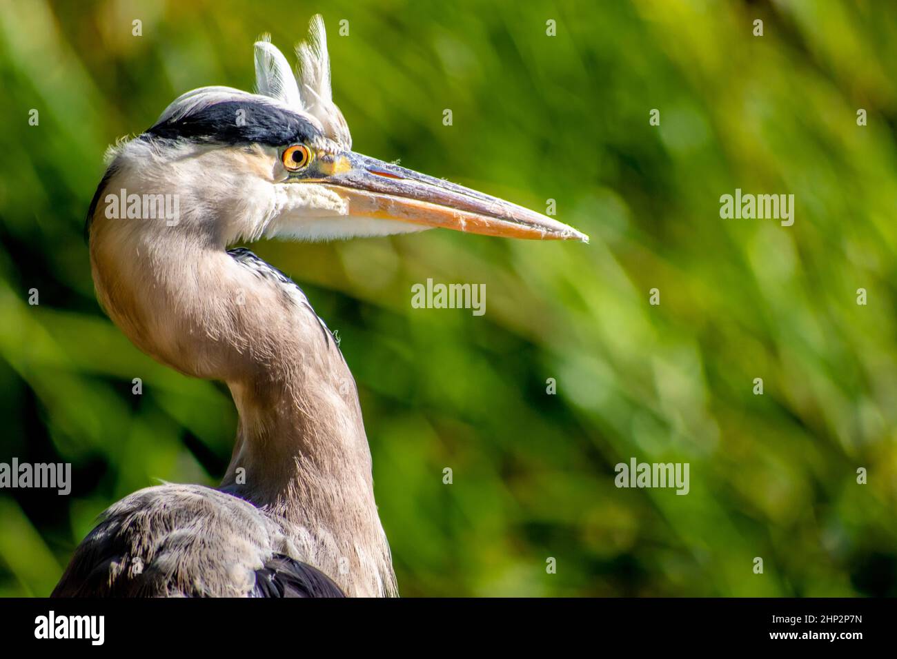 Heron in the countryside hi-res stock photography and images - Alamy
