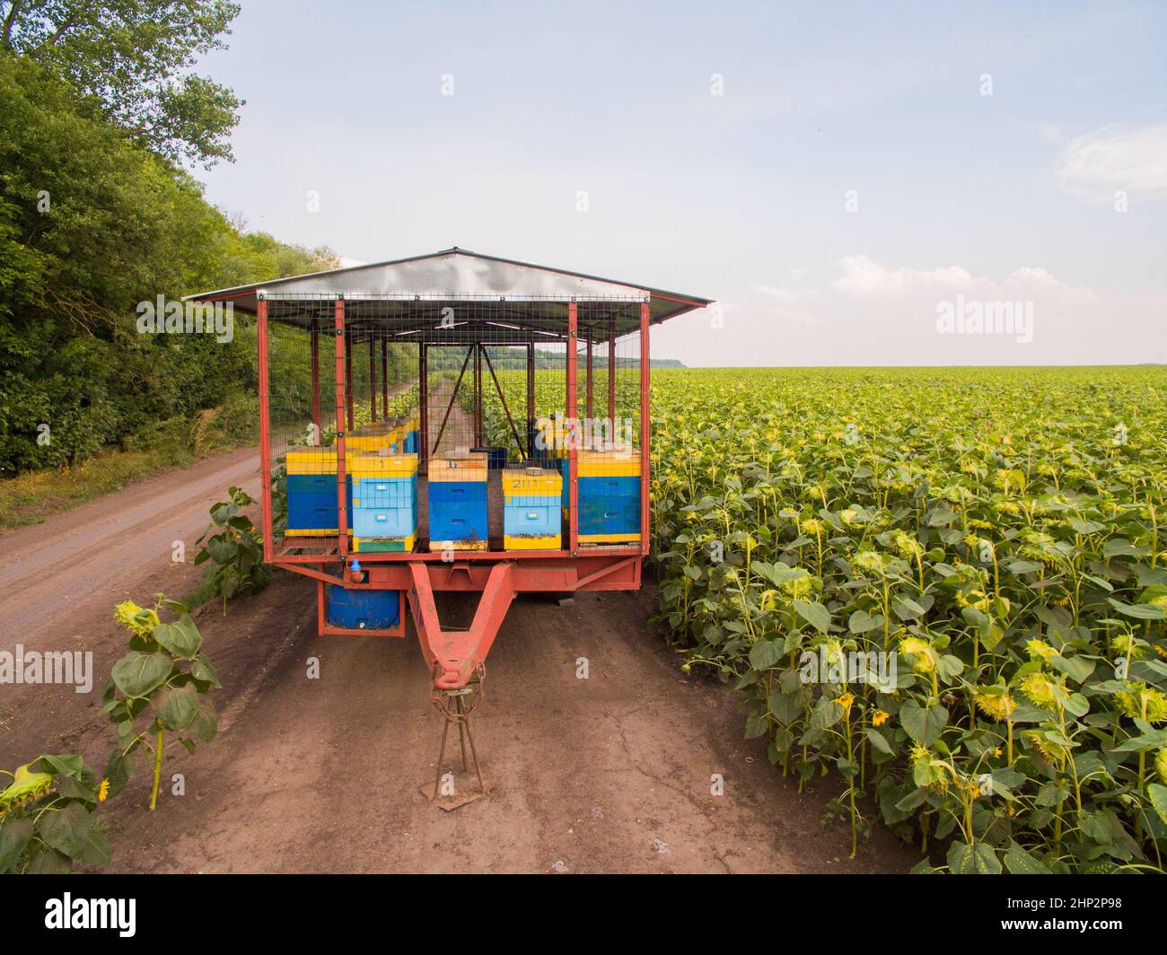Aerial dron view of the Great Apiary. Many healthy families of honey ...