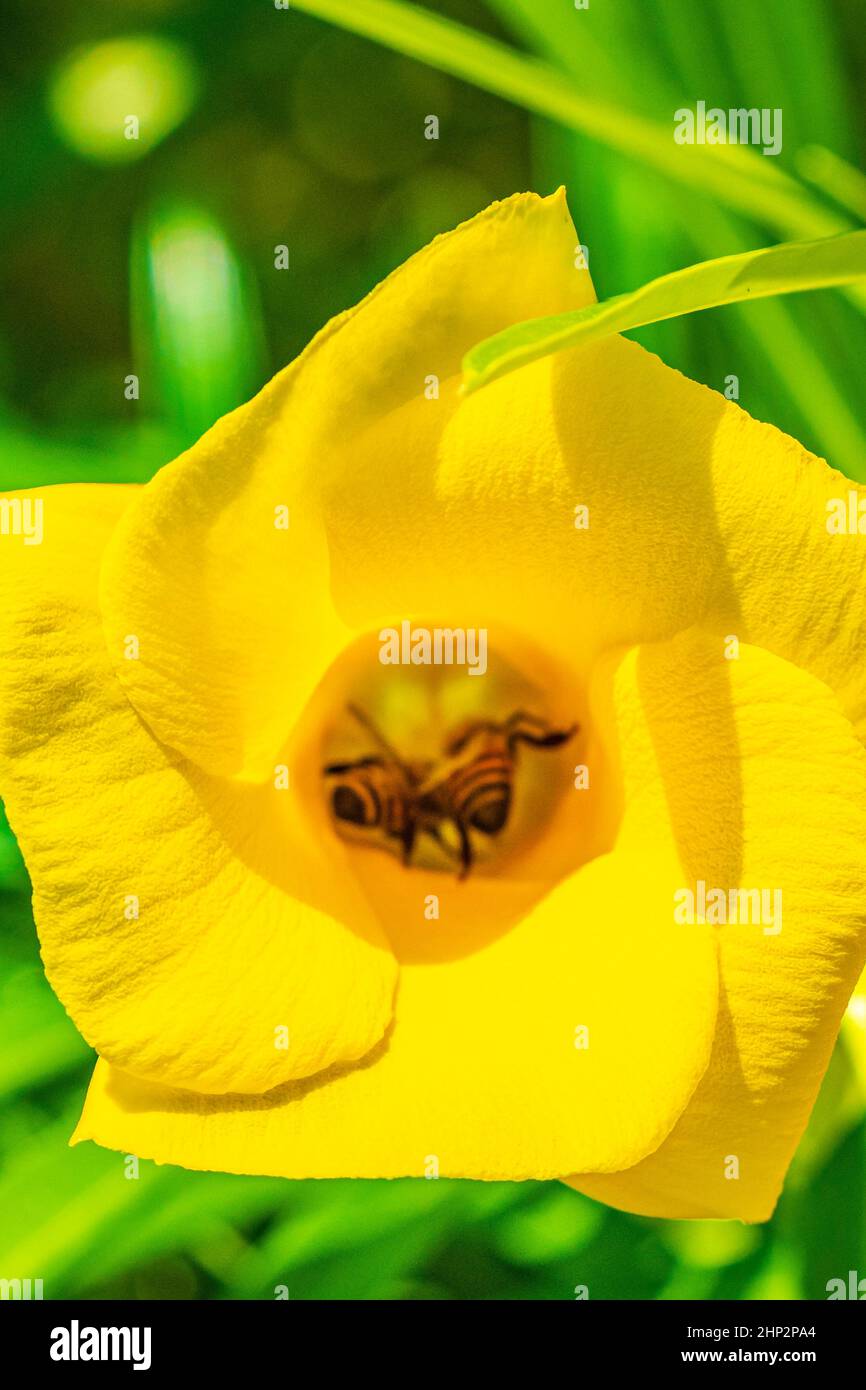 Honey bees fly and climb into the yellow Oleander flower on tree with ...
