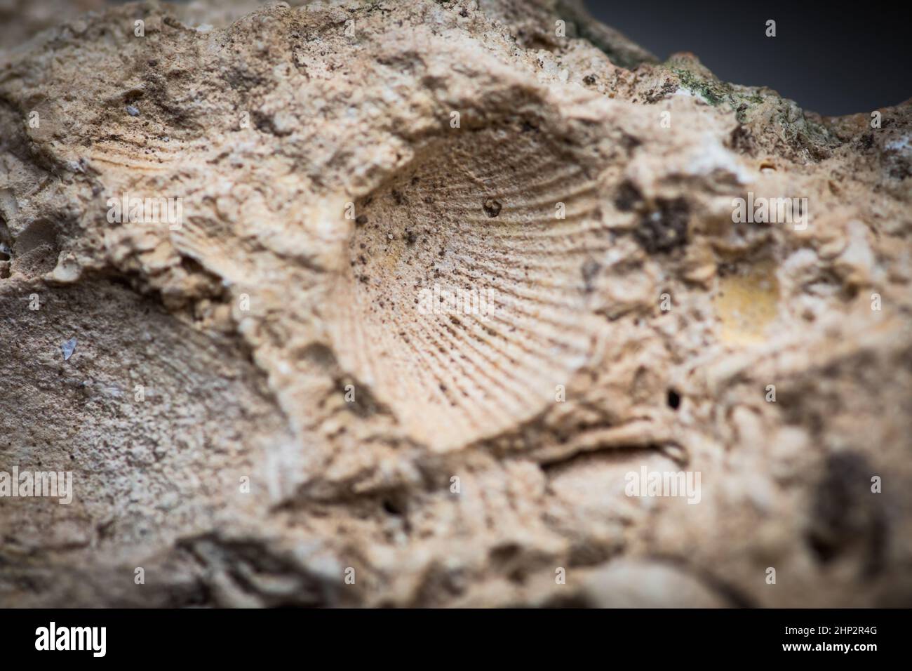 Fossil shell sandstone hi-res stock photography and images - Alamy