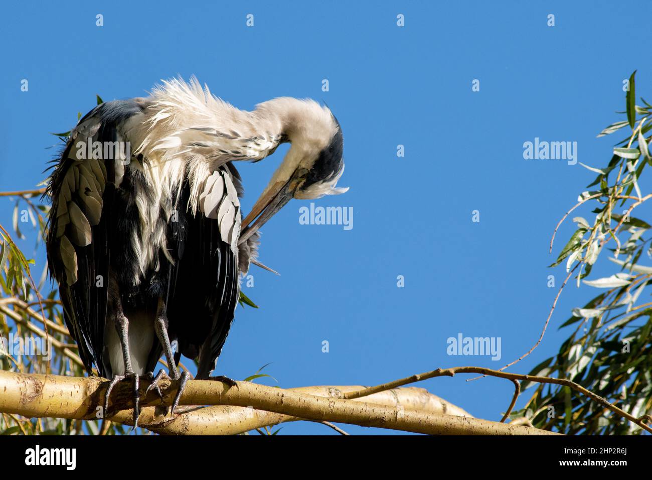 English grey heron hi-res stock photography and images - Alamy