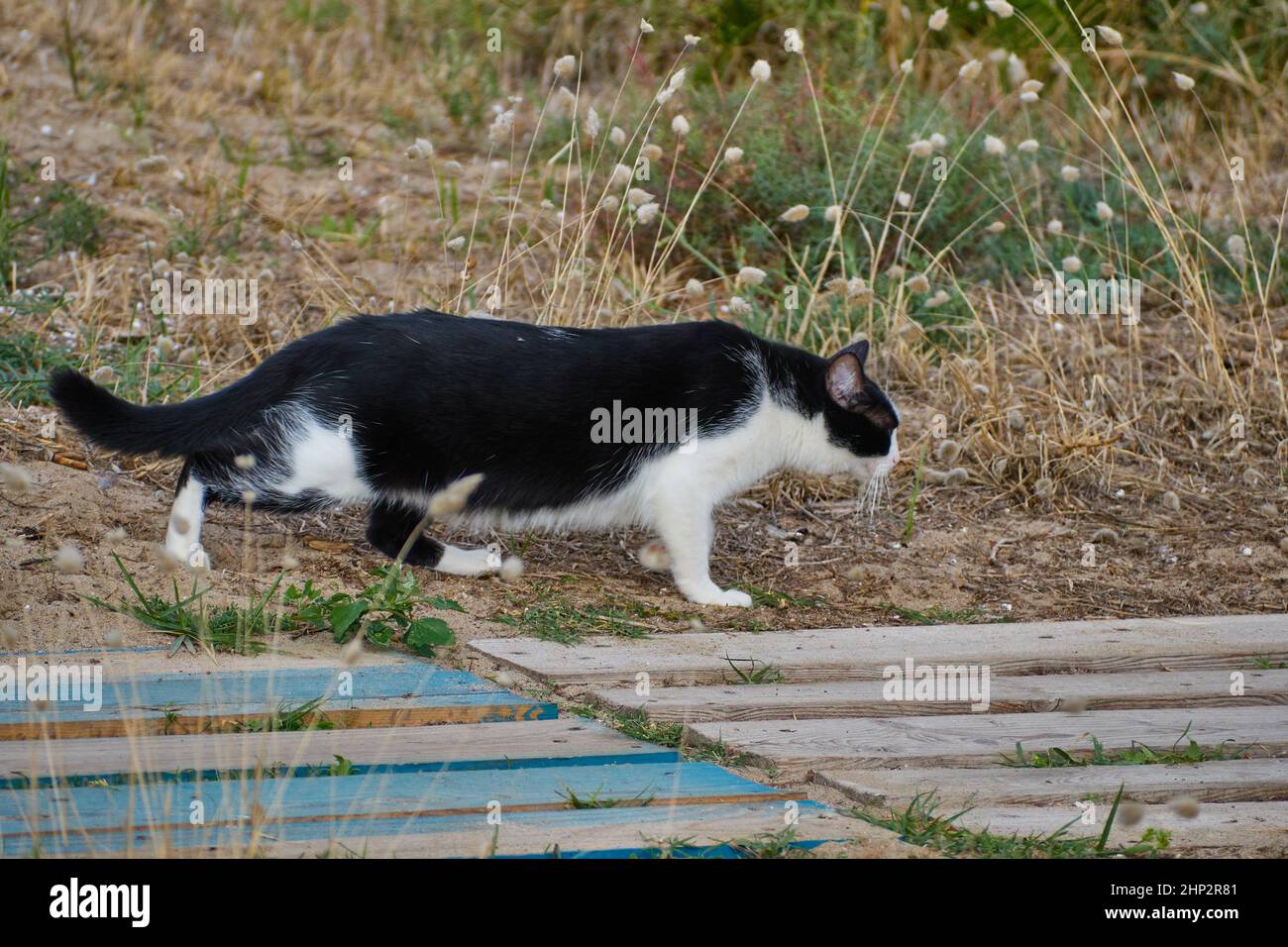 Cute black and white cat walking through grass outside Stock Photo - Alamy
