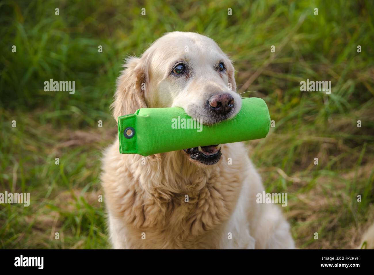 Portrait from old senior Golden Retriever with green Dummy Stock Photo ...