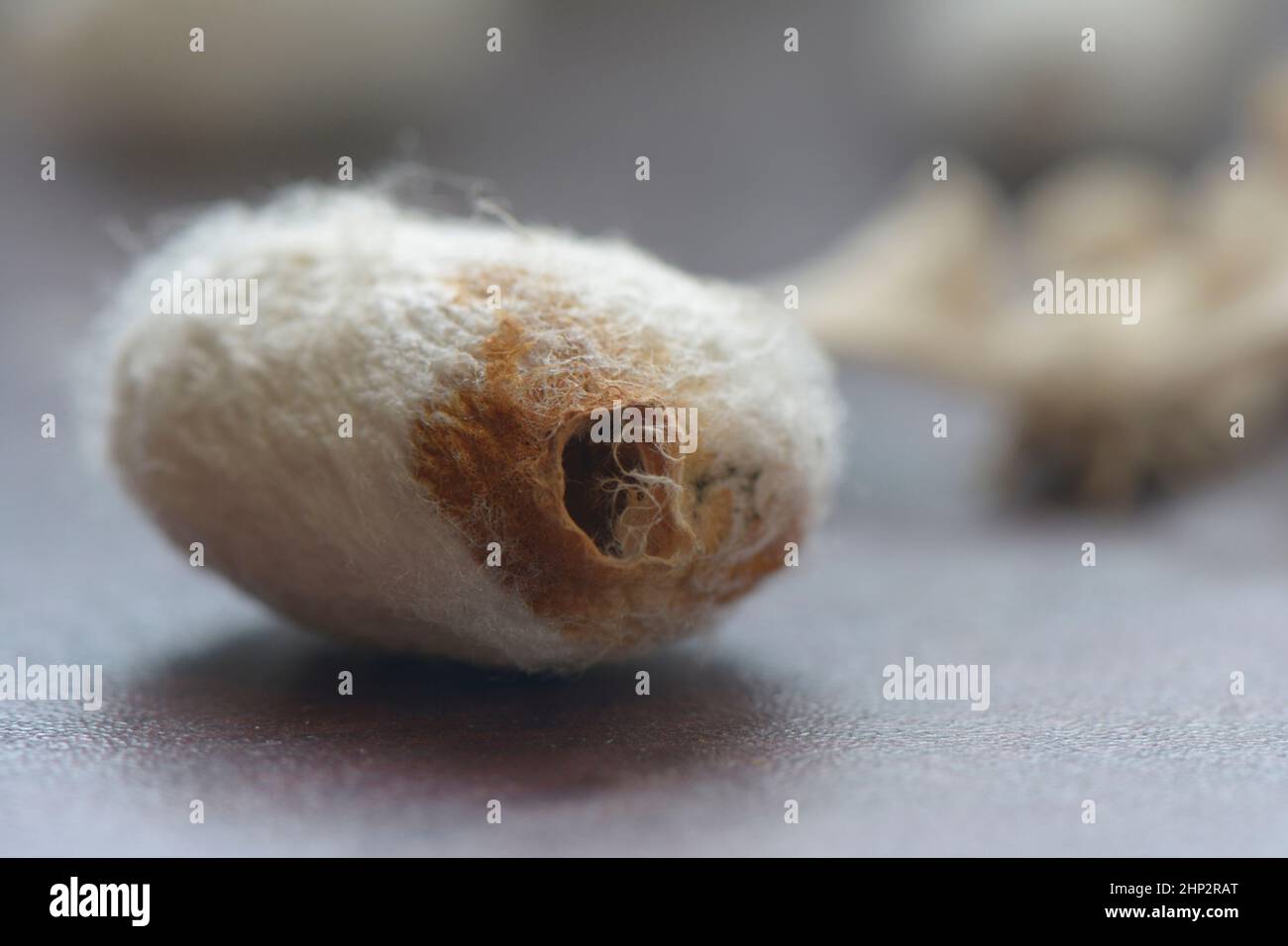 Empty silk cocoon shell , silk moth comes out from it Stock Photo - Alamy