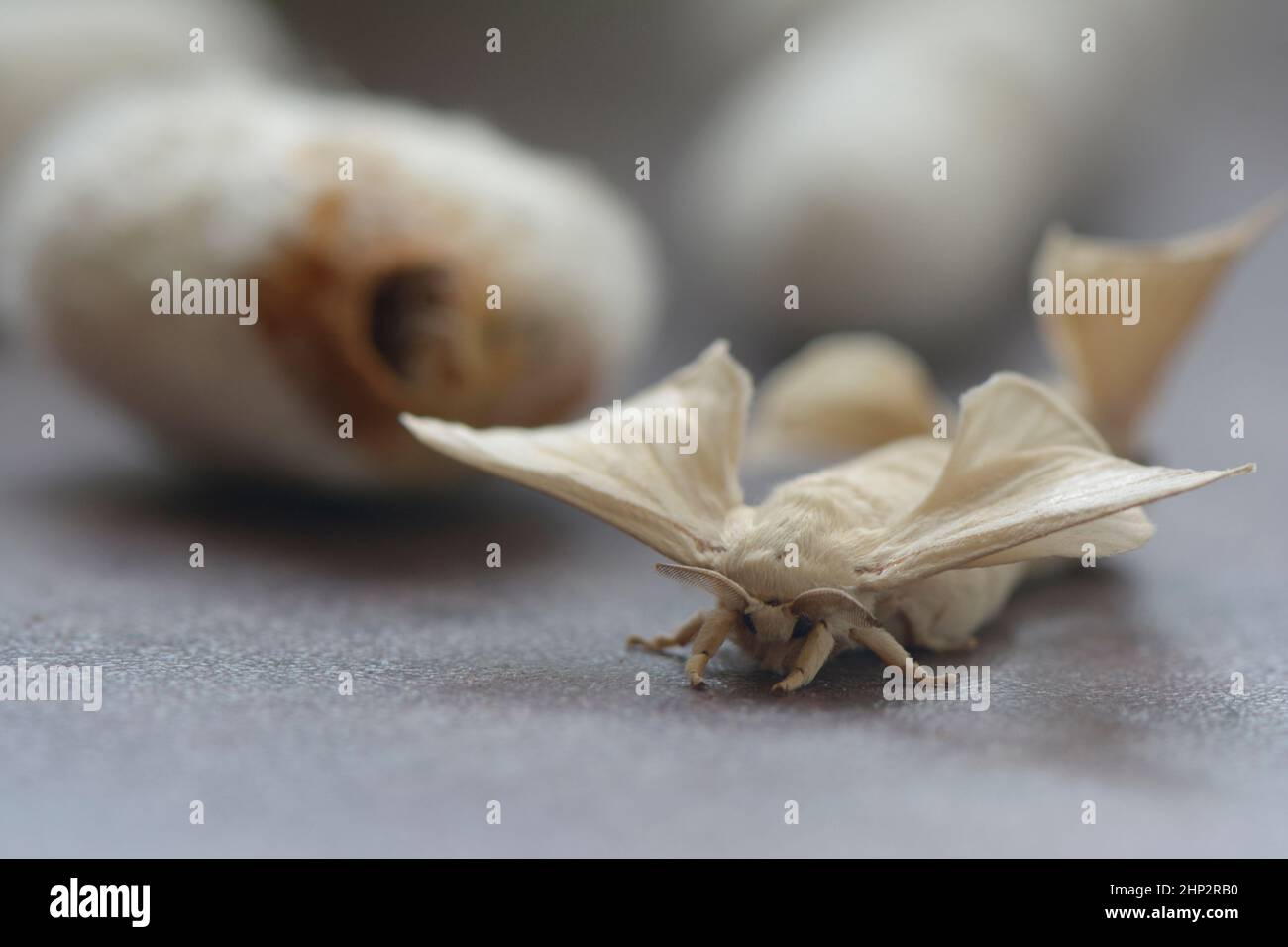 Mating moths hi-res stock photography and images - Alamy