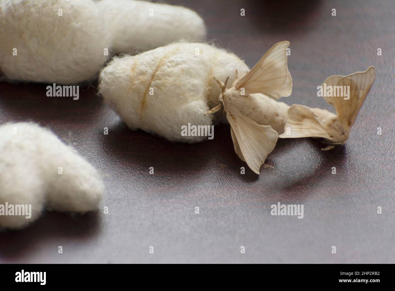 Flies and worm hi-res stock photography and images - Alamy