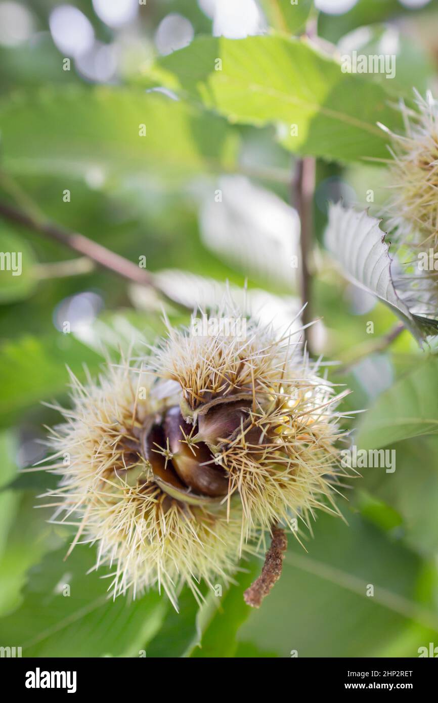 Edible chestnuts on young chestnut tree on plantation, with shell ...