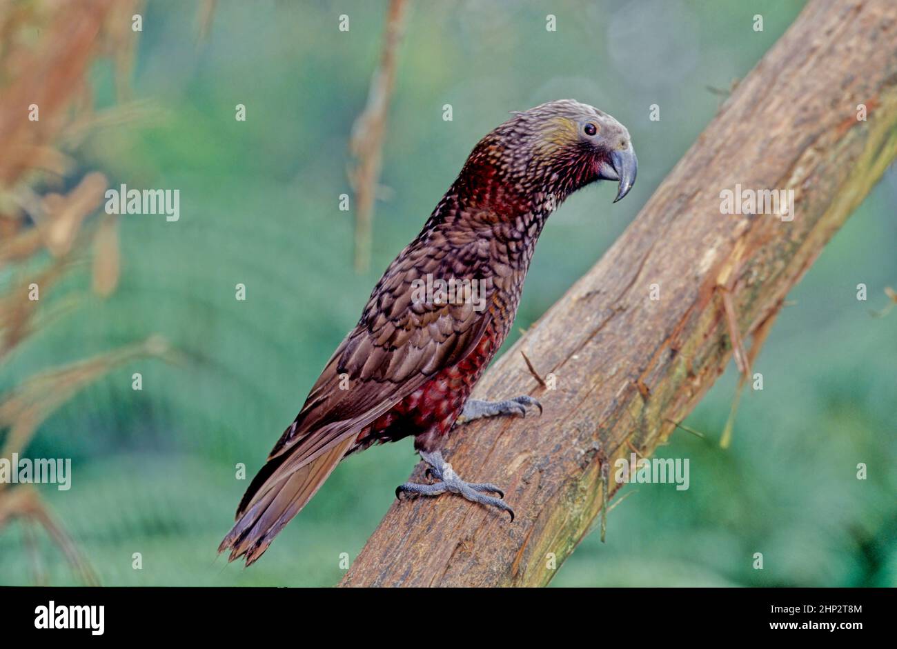 The kākā Nestor meridionalis is a large species of parrot of the family ...