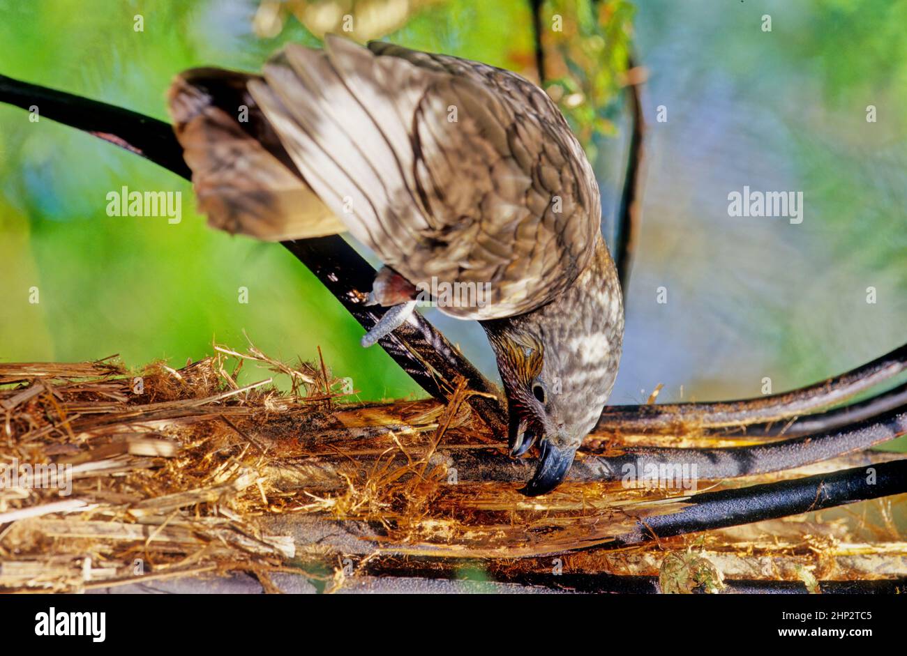 Kaka nestor meridionalis species hi-res stock photography and images ...