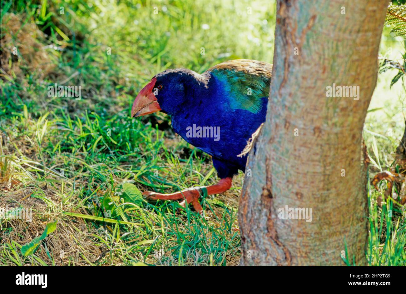 The takahē Porphyrio hochstetteri, also known as the South Island ...