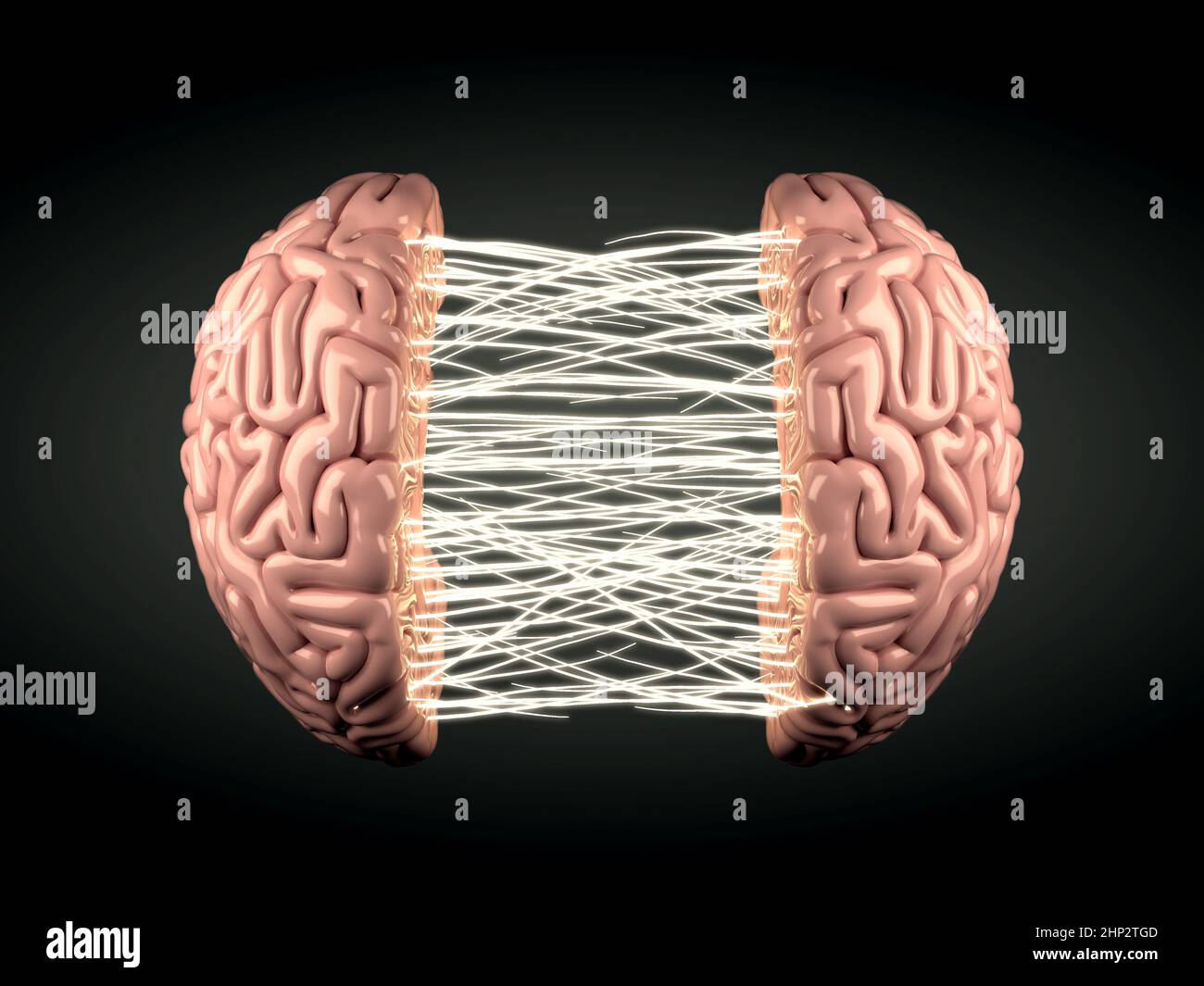 A concept showing a human brain split into two hemispheres and joined ...
