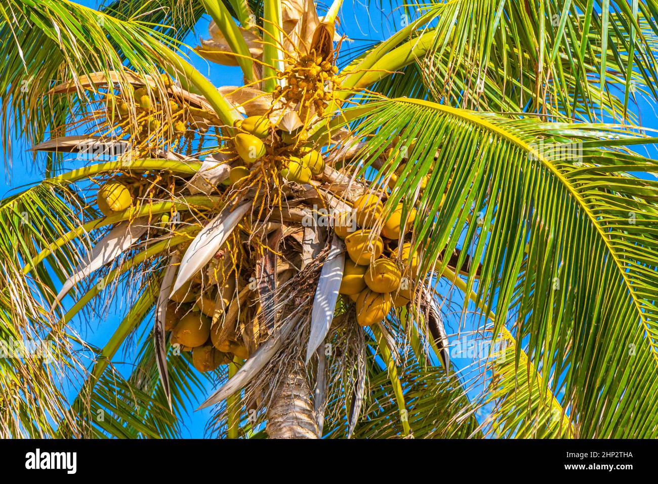 Tropical natural mexican palm tree with blue sky background at Punta ...