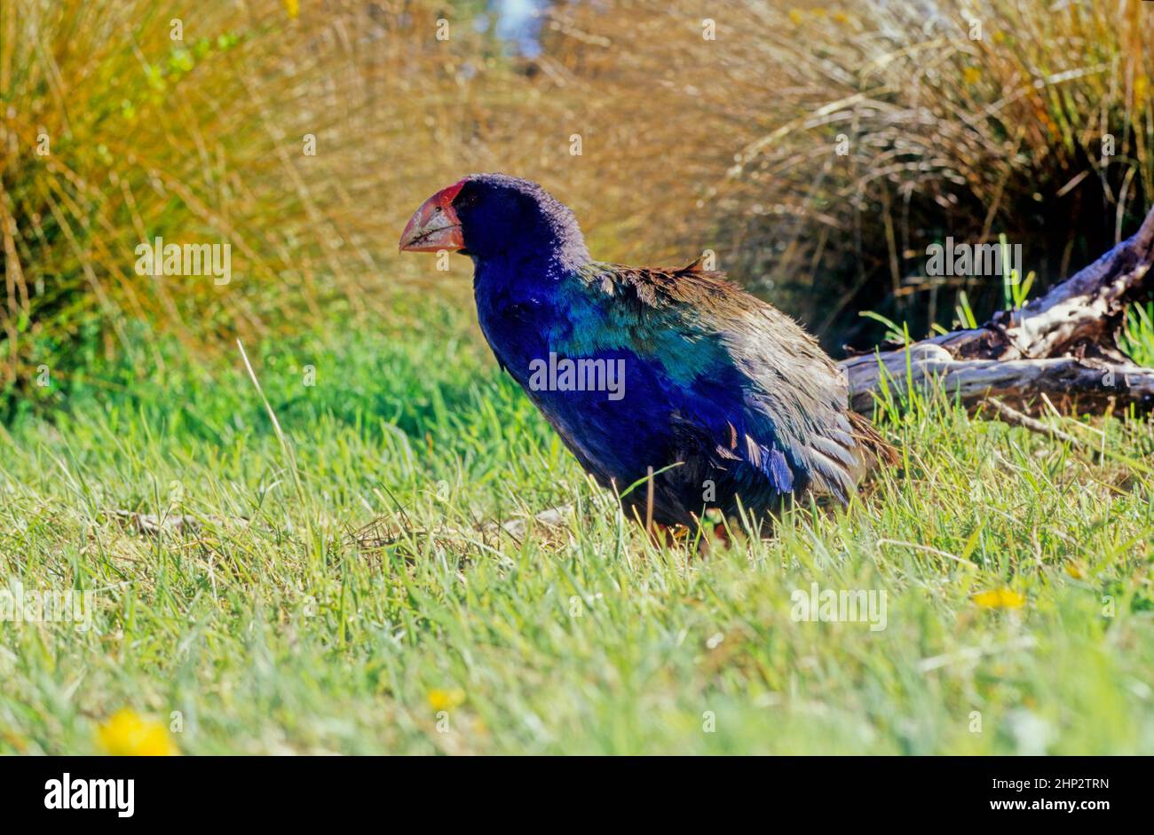 The takahē Porphyrio hochstetteri, also known as the South Island ...