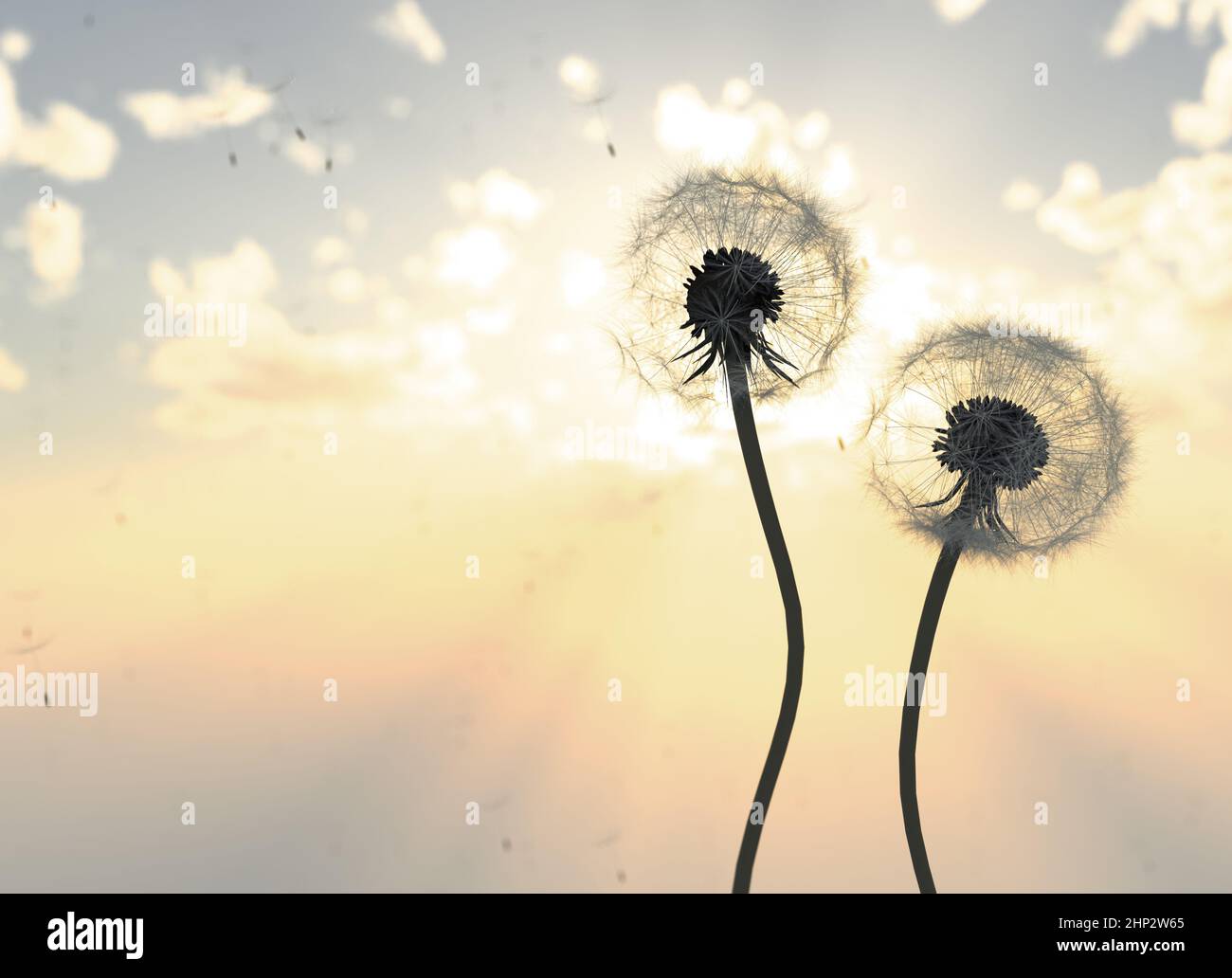 Two dandelions in silhouette on a sunrise background - 3D render Stock ...