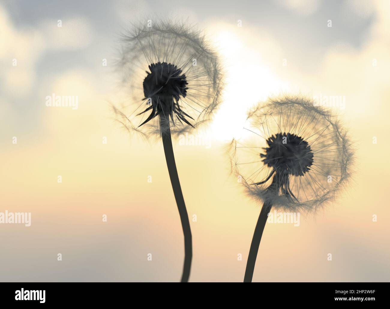 Two dandelions in silhouette on a sunrise background - 3D render Stock ...
