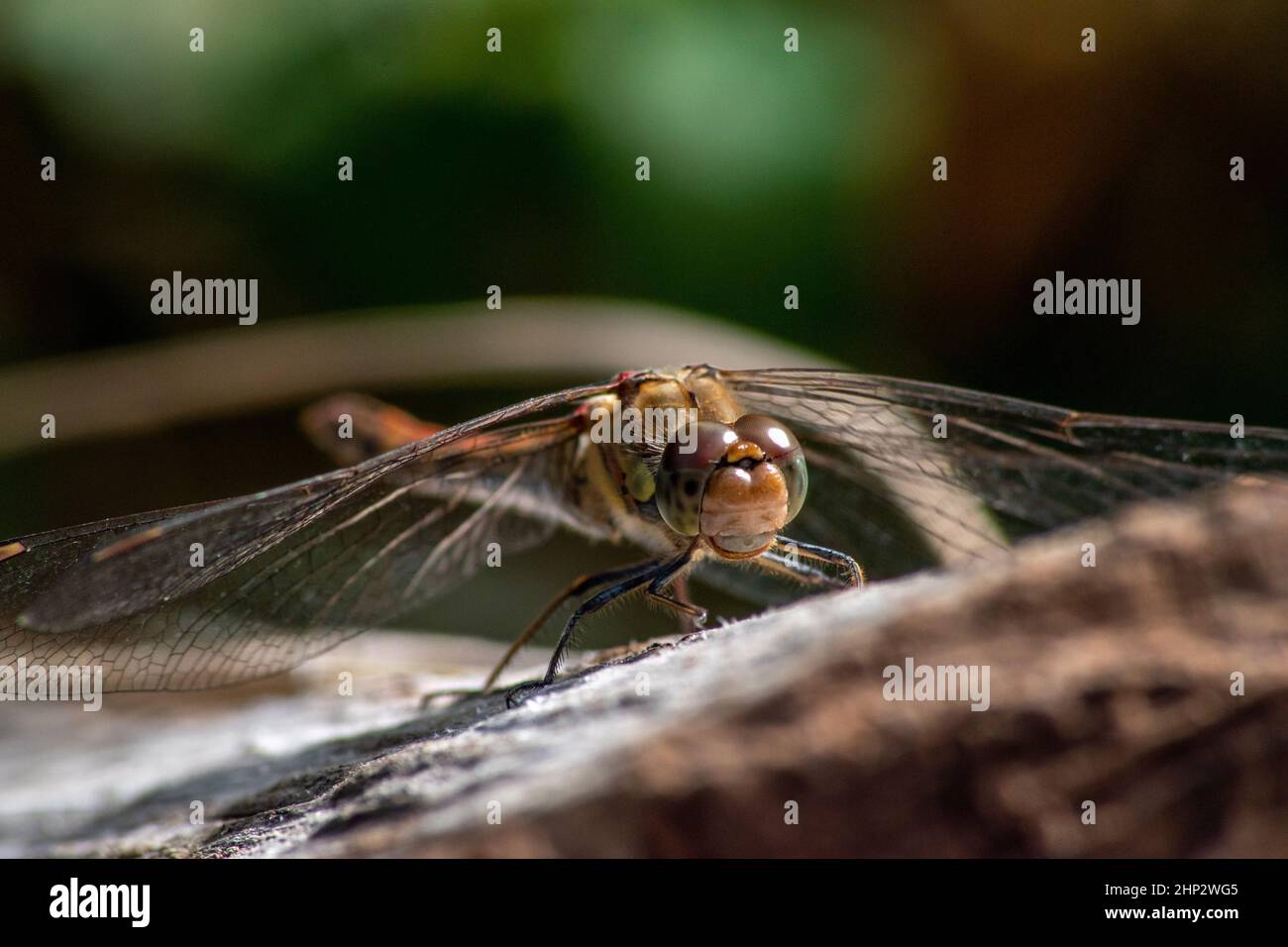 Wild dragonfly species hi-res stock photography and images - Alamy
