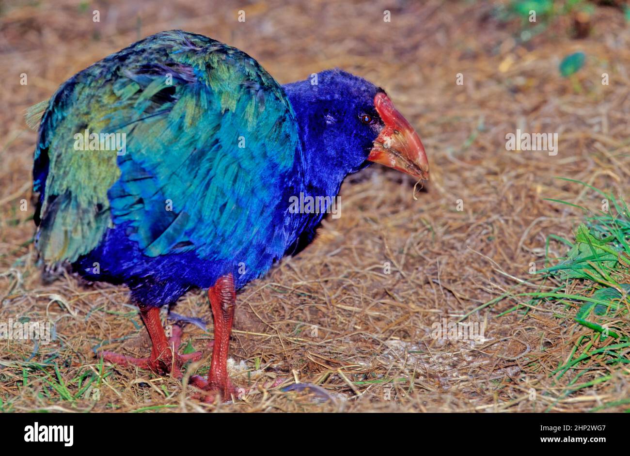 The takahē Porphyrio hochstetteri, also known as the South Island ...