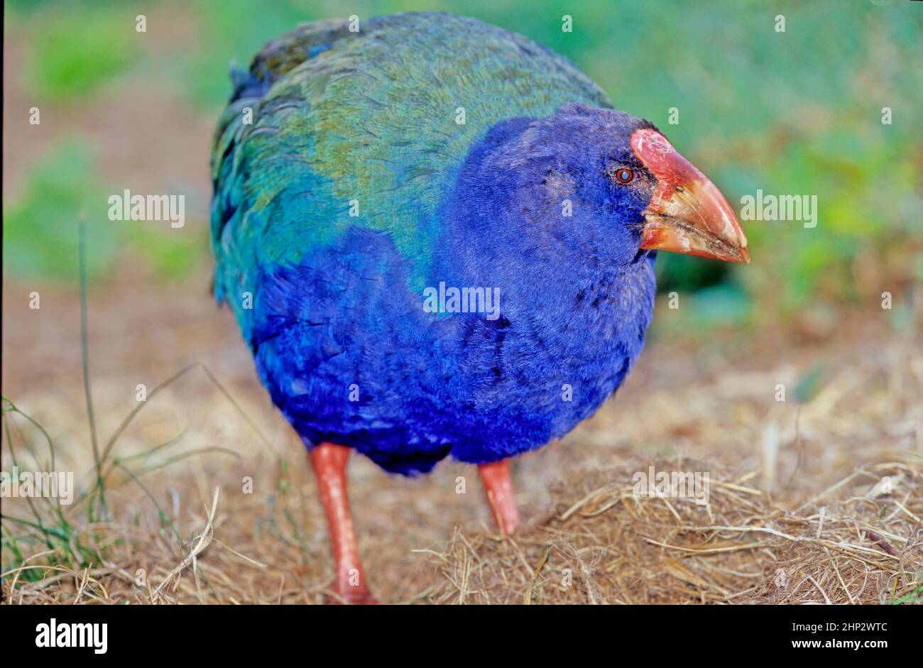 The takahē Porphyrio hochstetteri, also known as the South Island ...
