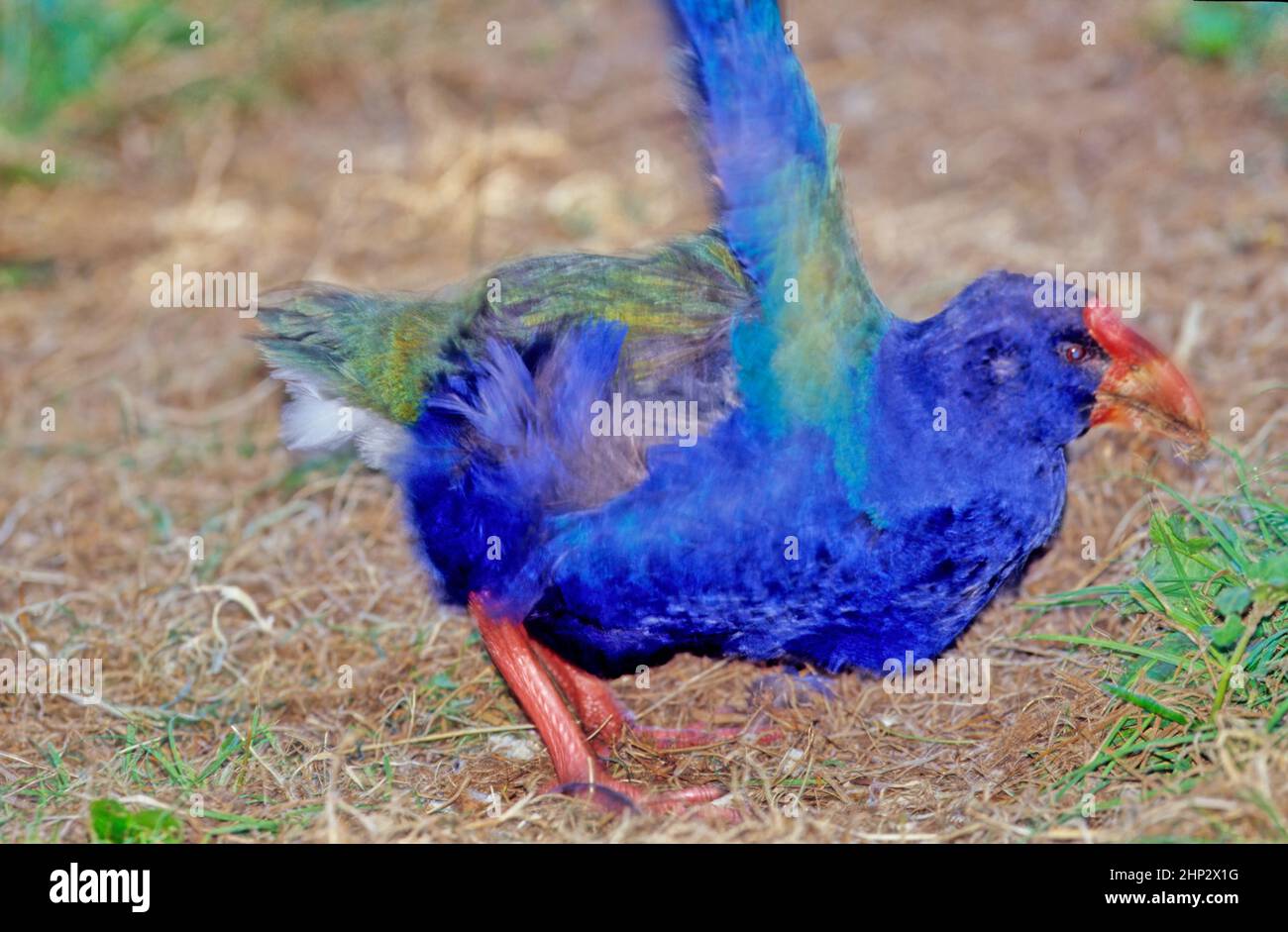 The takahē Porphyrio hochstetteri, also known as the South Island ...