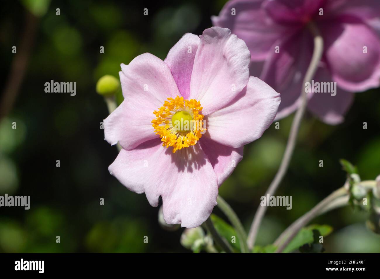 Pink flower of Japanese anemone in a garden during summer Stock Photo ...
