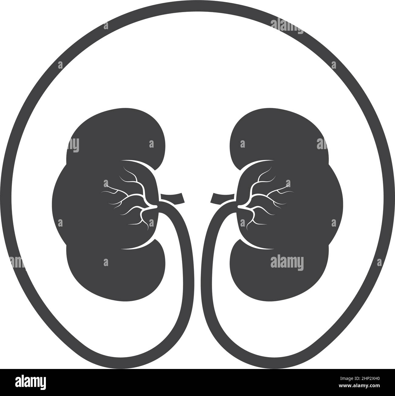 Kidney vector hi-res stock photography and images - Alamy