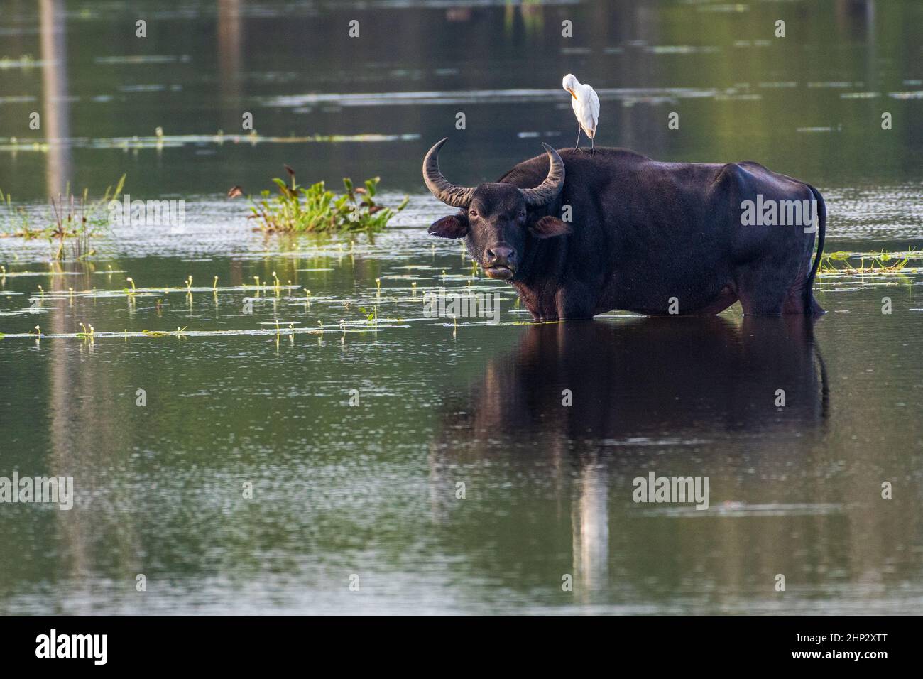 Asian water buffalo hi-res stock photography and images - Alamy