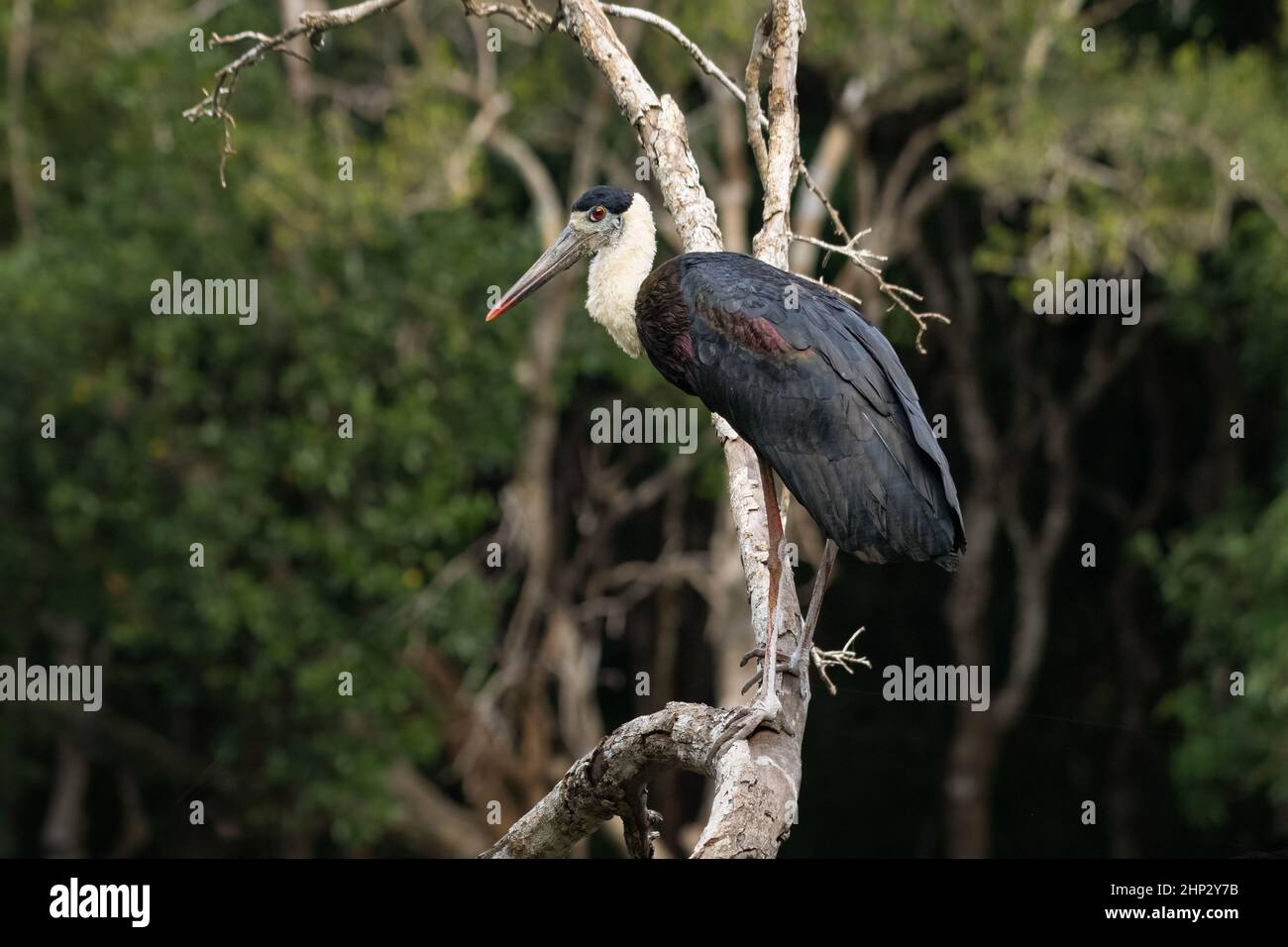 White necked stork hi-res stock photography and images - Alamy
