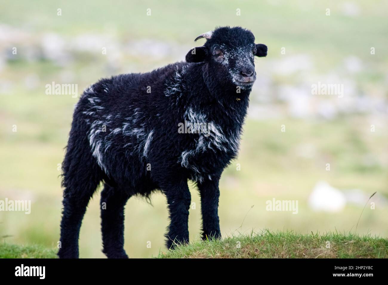 Black sheep of the family hi-res stock photography and images - Alamy