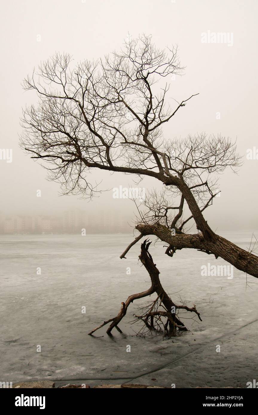 Tree hanging over frozen water Stock Photo - Alamy