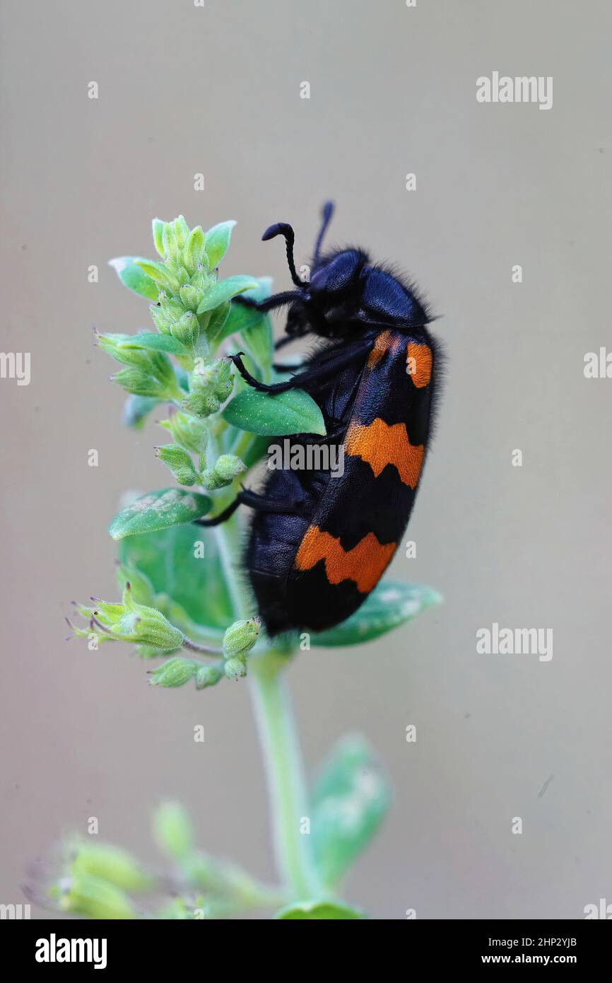Vertical closeup on a colorful blister beetle, Mylabris variabilis, a ...
