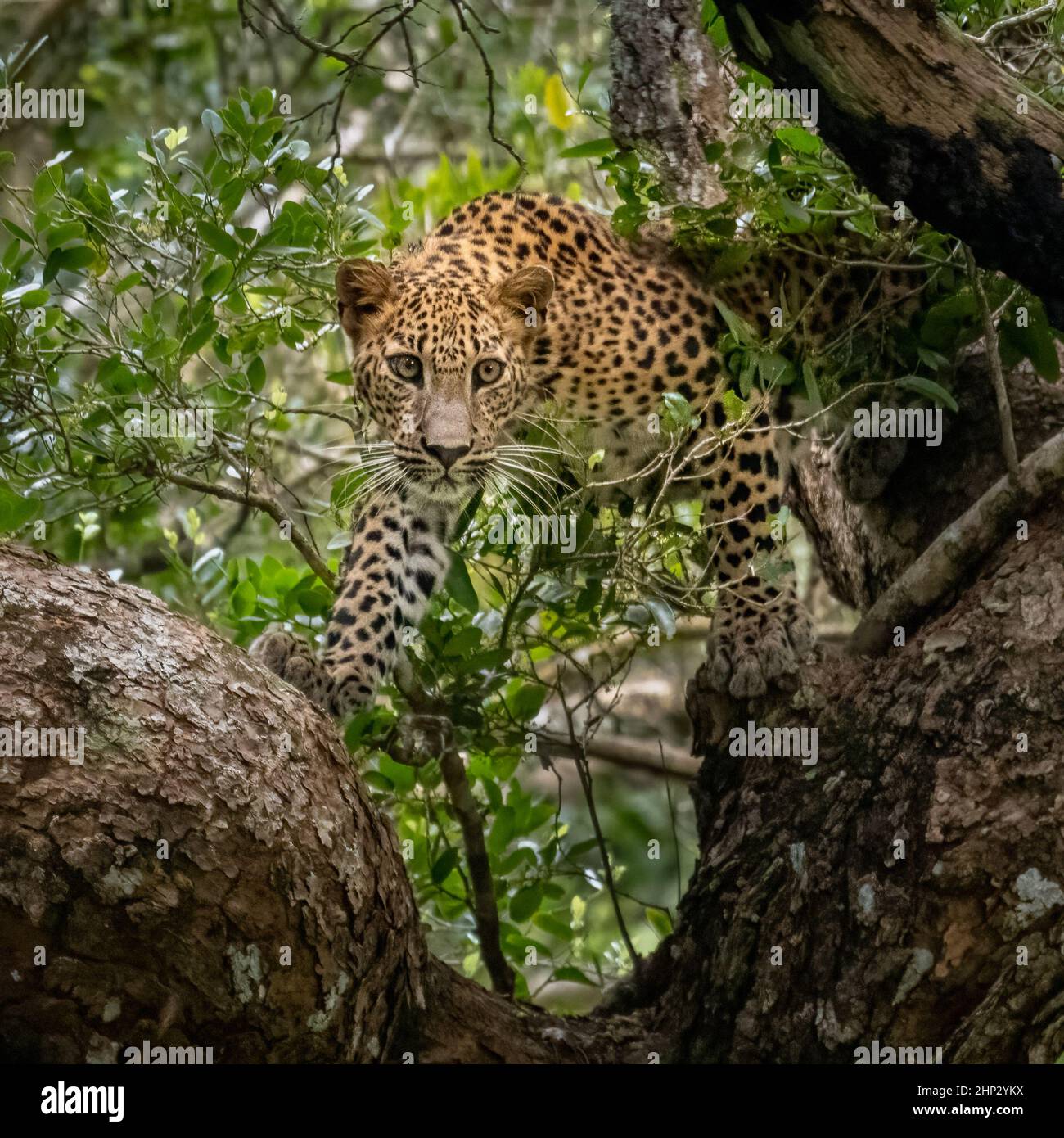 Leopard (Panthera pardus kotiya), In a Tree, Sri Lanka Stock Photo - Alamy