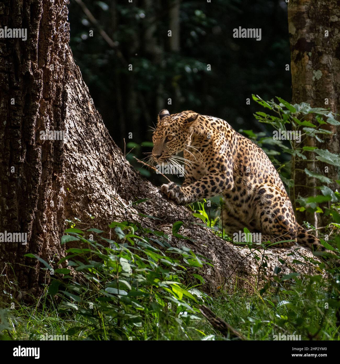Leopard (Panthera pardus kotiya), Sharpening claws on tree, Sri Lanka ...