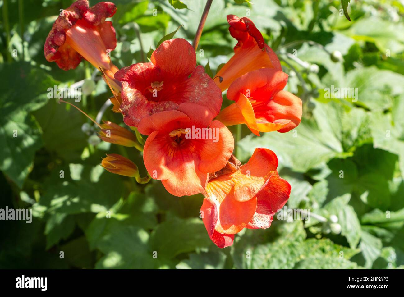 Orange trumpet vine flowers in a garden during spring Stock Photo - Alamy