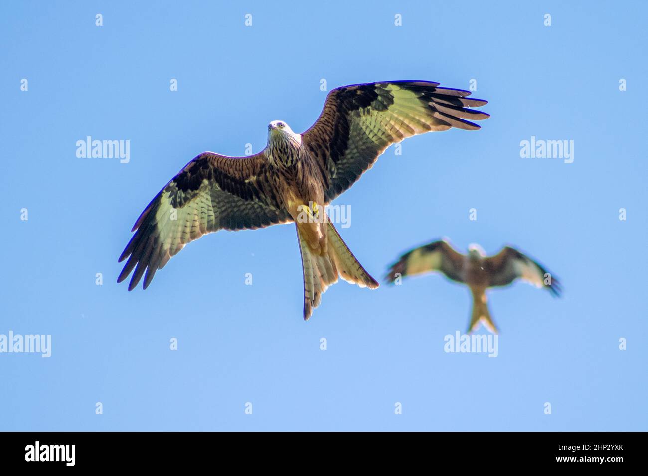 Red Kite in Flight Stock Photo - Alamy