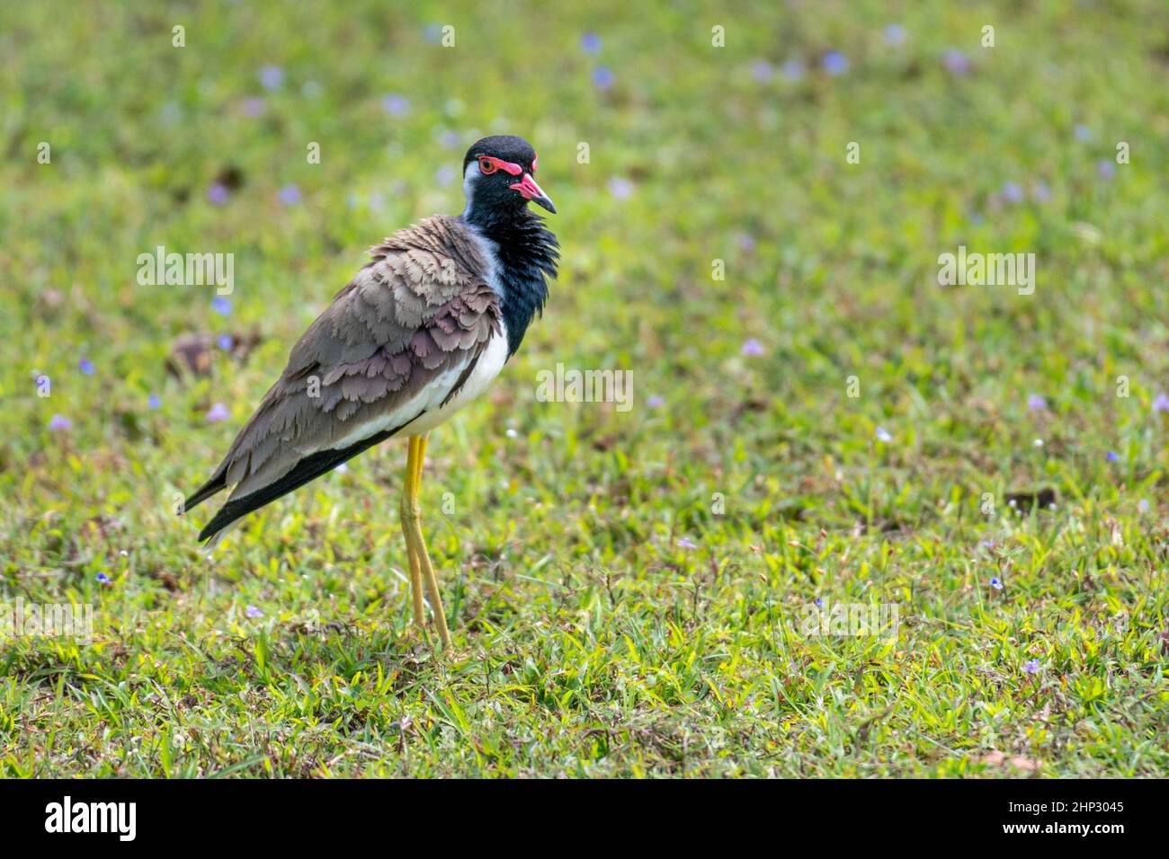 Red-wattled Lapwing (Vanellus indicus lankae Stock Photo - Alamy