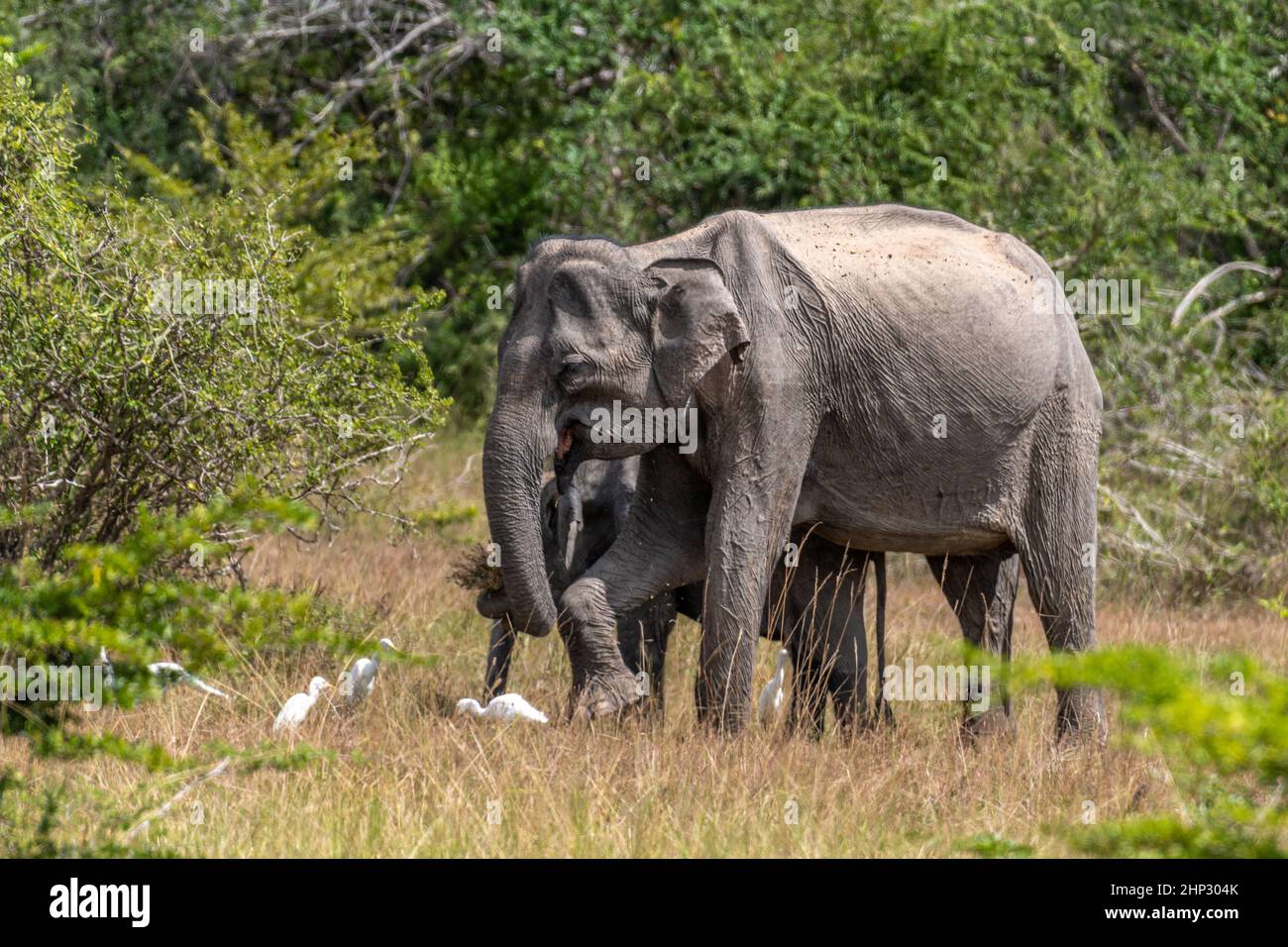 Indian elephants (Elephas maximus), with Baby, Wilpattu NP, Sri Lanka ...