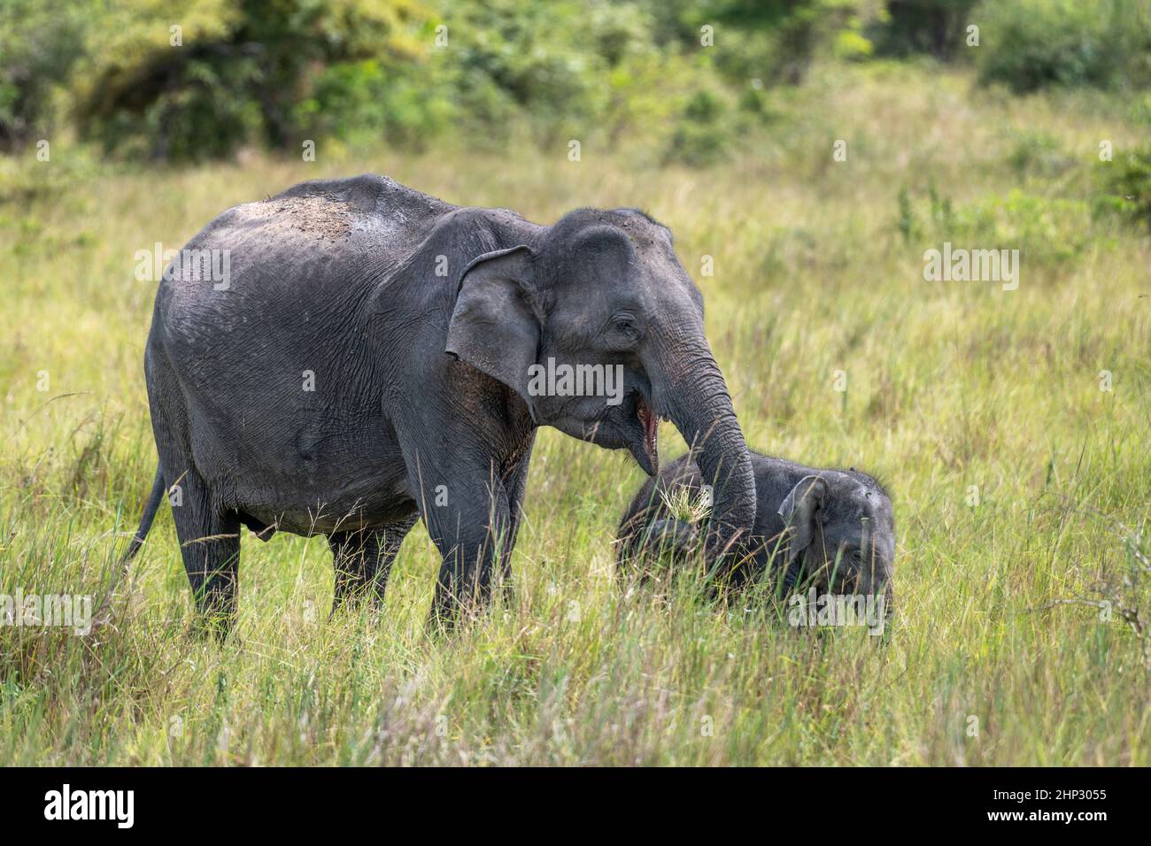 Indian elephants (Elephas maximus), with Baby, Wilpattu NP, Sri Lanka ...