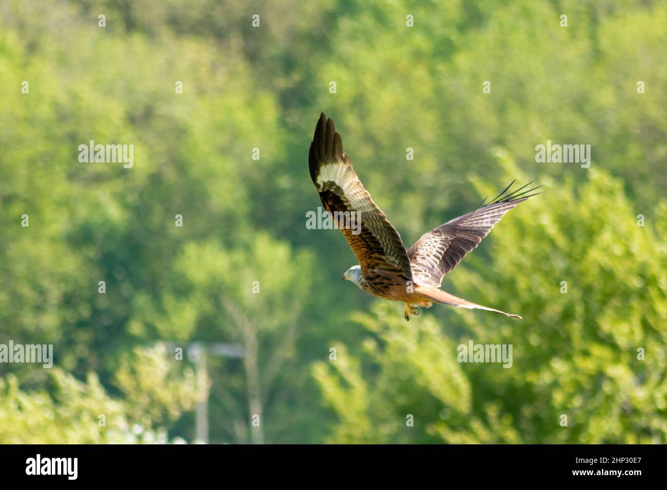 Red Kite in Flight Stock Photo - Alamy