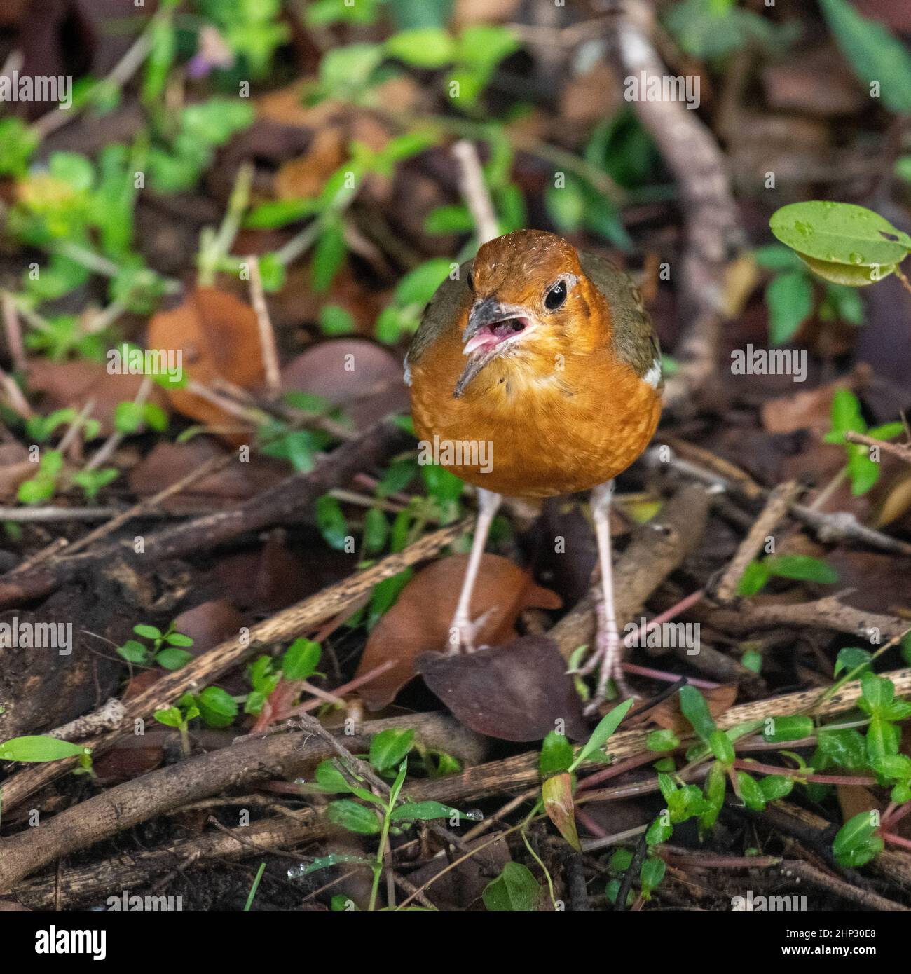 Zoothera hi-res stock photography and images - Alamy