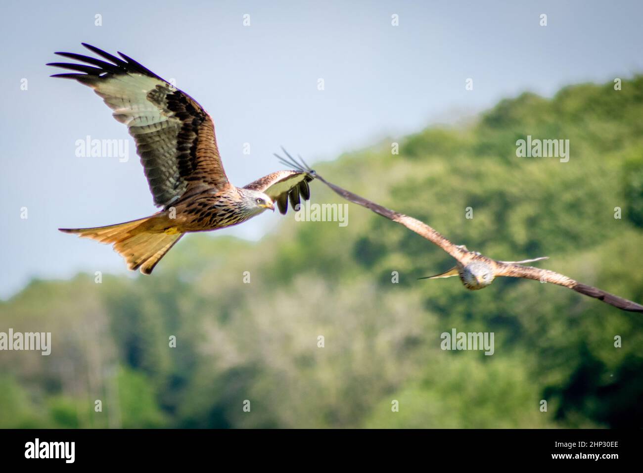 Red Kite in Flight Stock Photo - Alamy