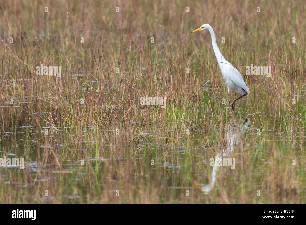 Ardea alba in asia hi-res stock photography and images - Alamy