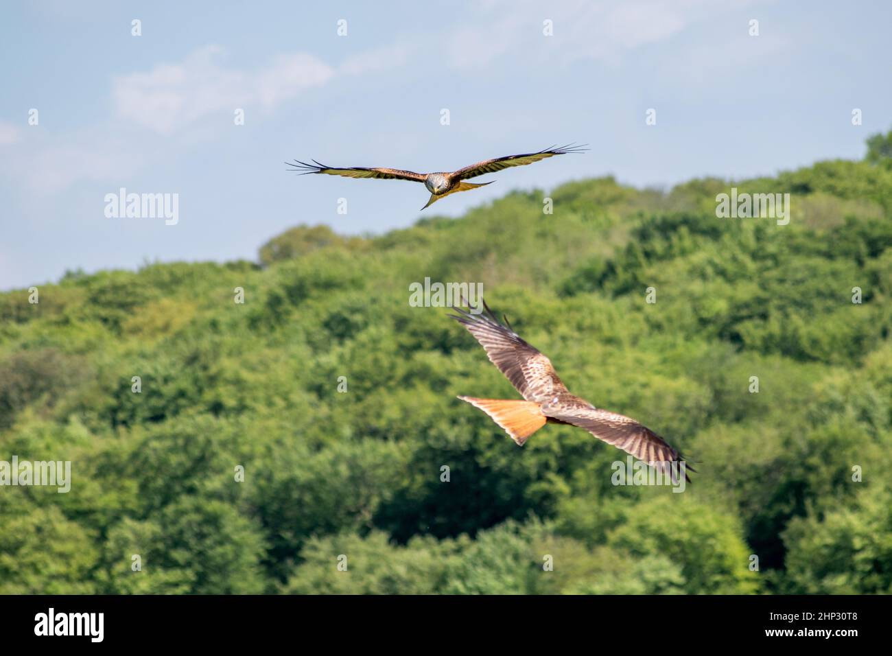 Red Kite in Flight Stock Photo - Alamy