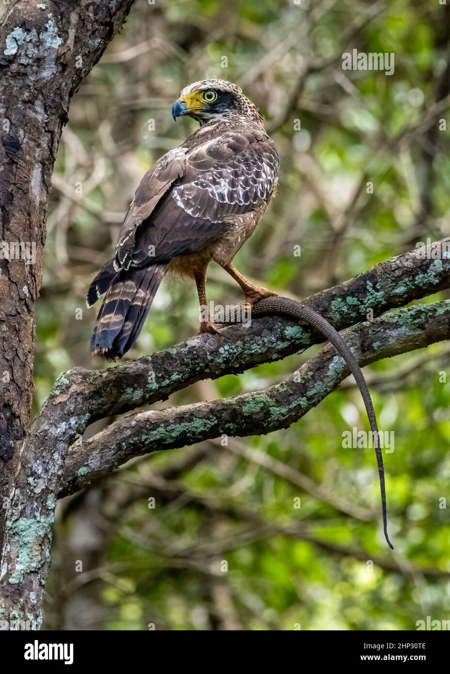 Crested Serpent Eagle (Spilornis cheela), with Snake Stock Photo - Alamy