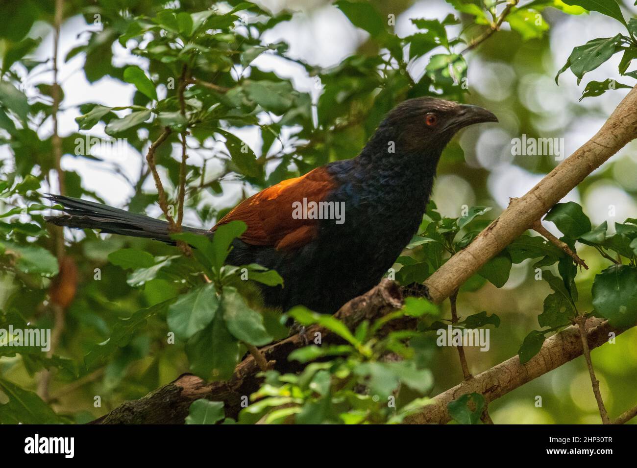 Greater coucal (Centropus sinensis Stock Photo - Alamy