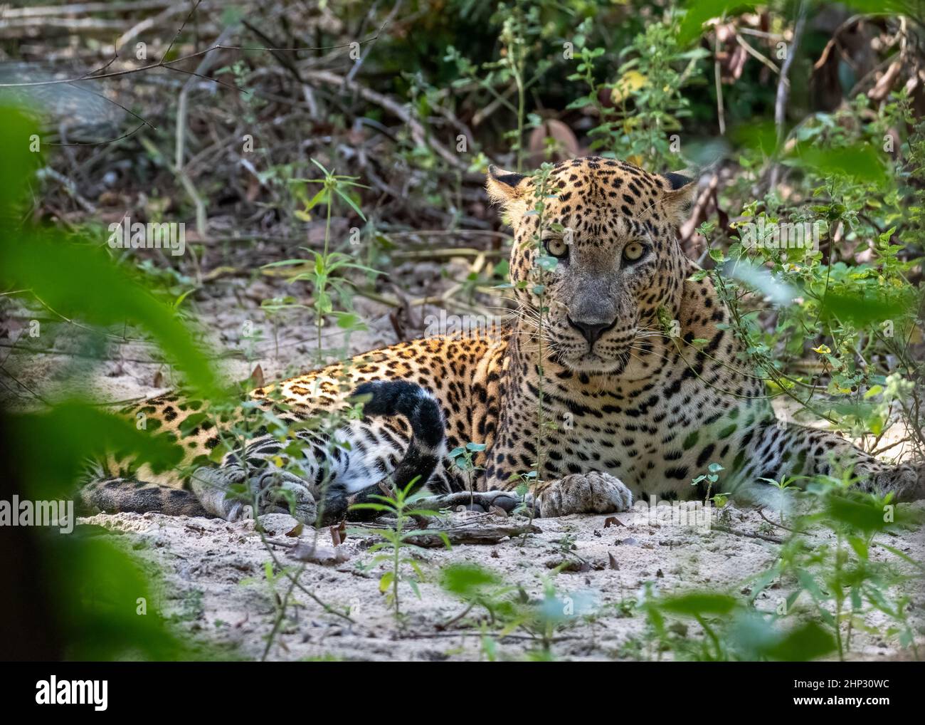 Leopard (Panthera pardus kotiya), Sri Lanka Stock Photo - Alamy