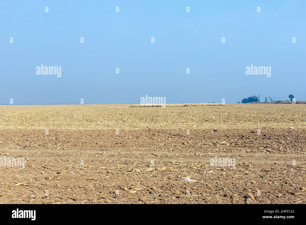 cerrado brazil dry vegetation outdoors blue sky Stock Photo - Alamy